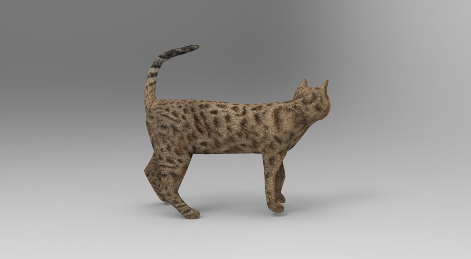 Cat rigged 3D model | 1142686 | TurboSquid