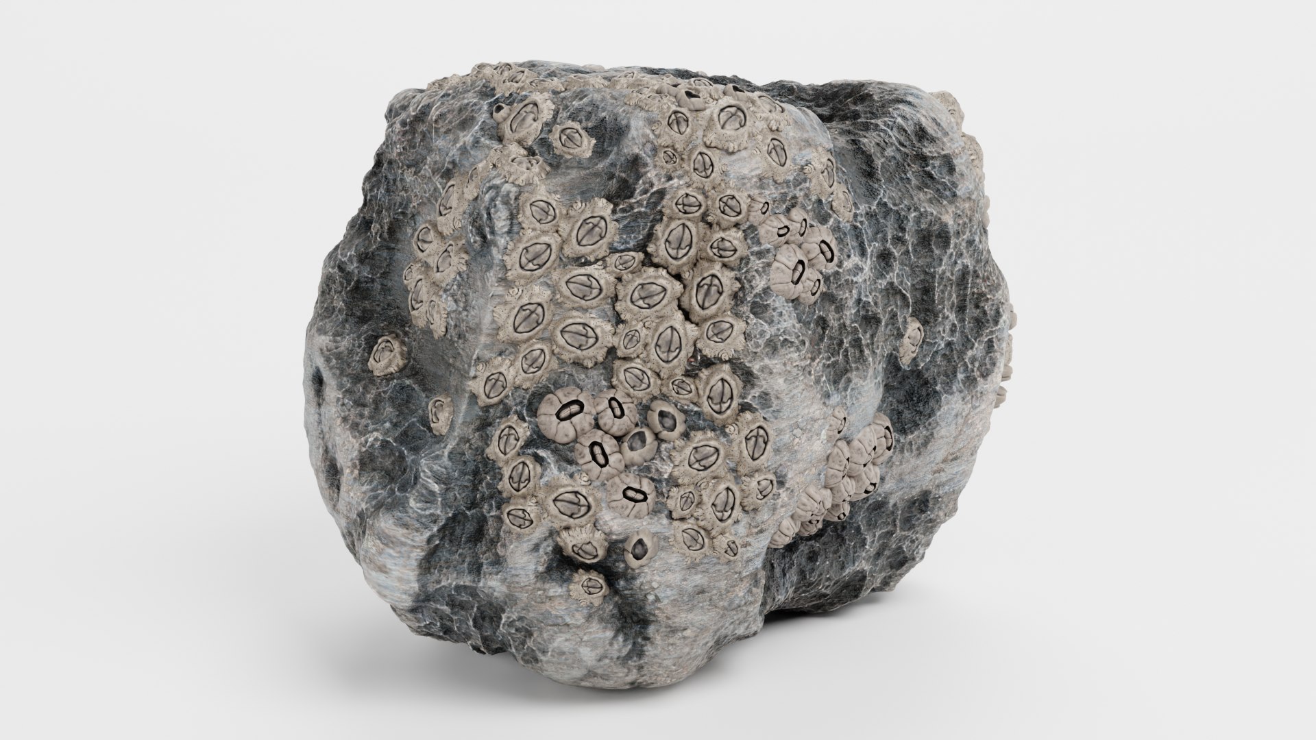 3D Rock With Barnacles - TurboSquid 2360347