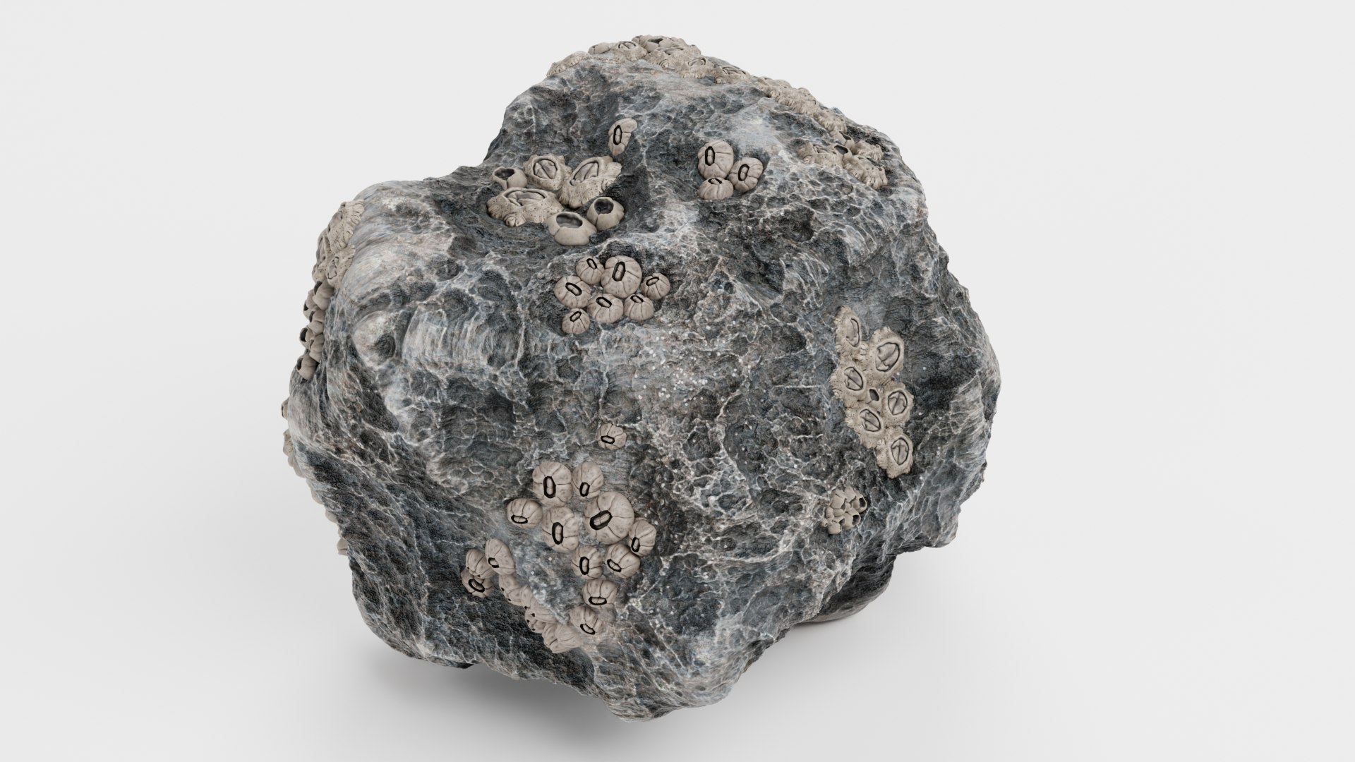 3D Rock With Barnacles - TurboSquid 2360347