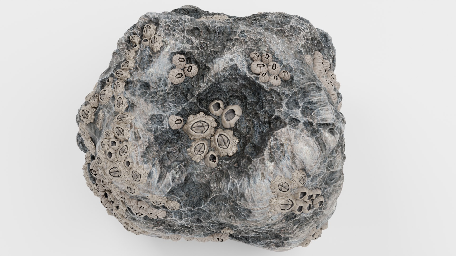3D Rock With Barnacles - TurboSquid 2360347