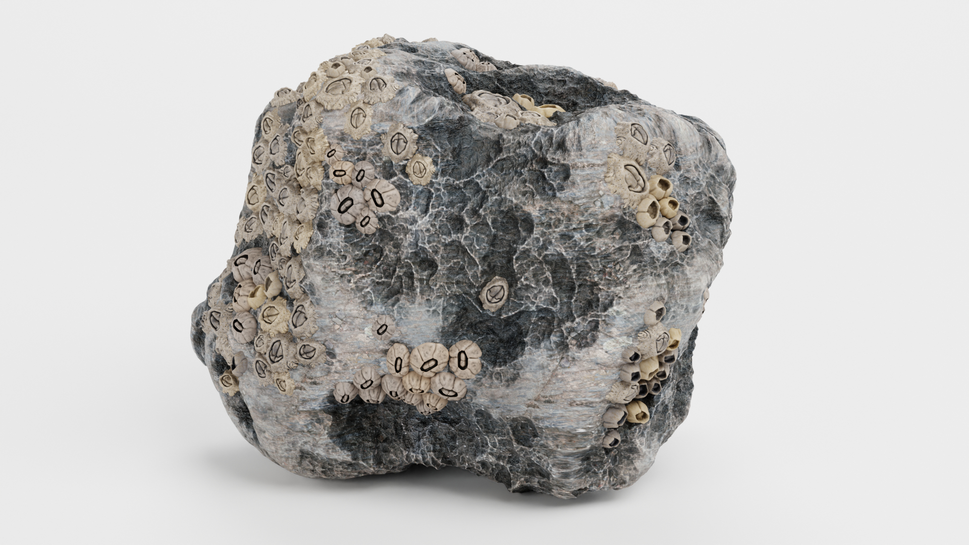 3D Rock With Barnacles - TurboSquid 2360347
