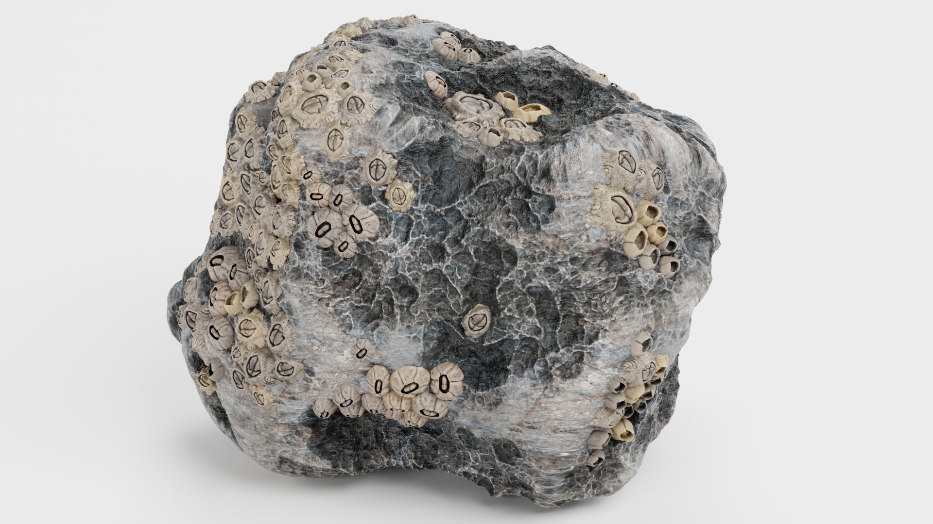 3D Rock With Barnacles - TurboSquid 2360347