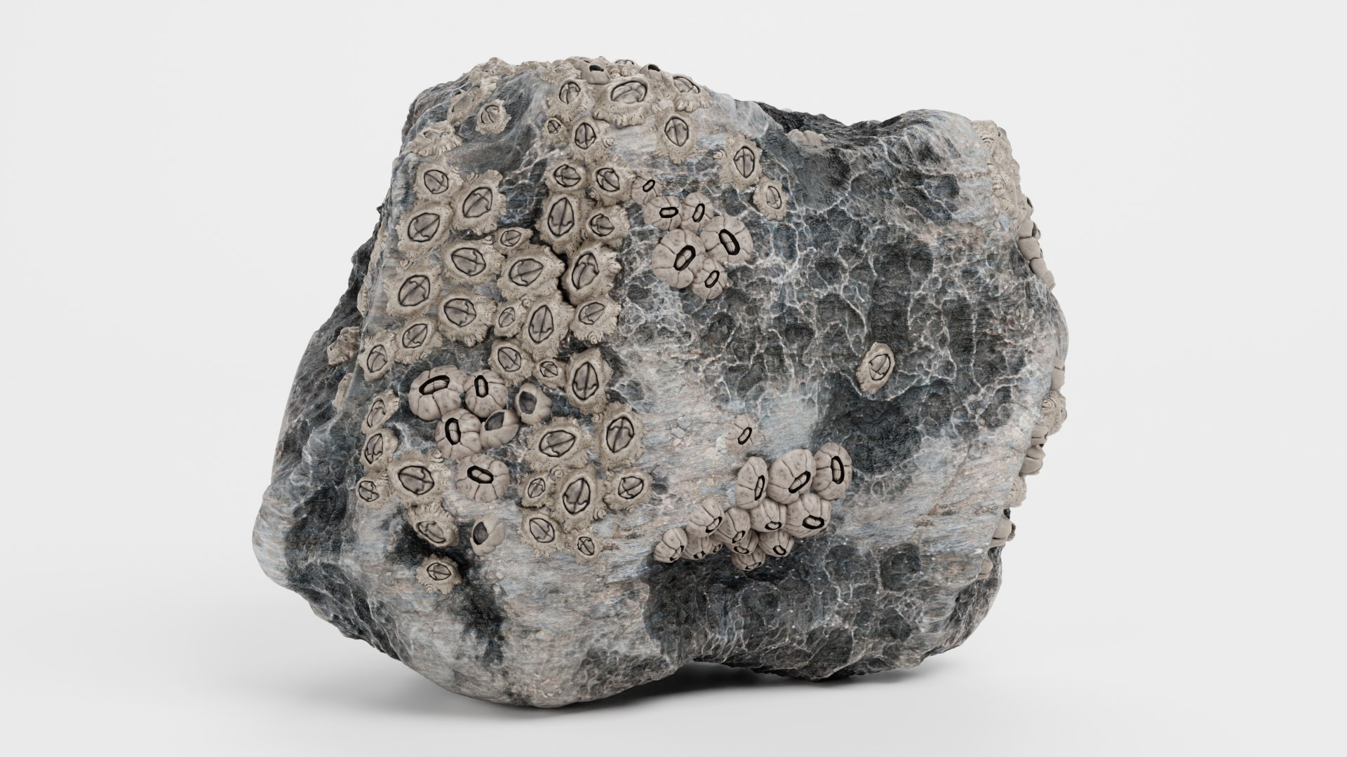 3D Rock With Barnacles - TurboSquid 2360347