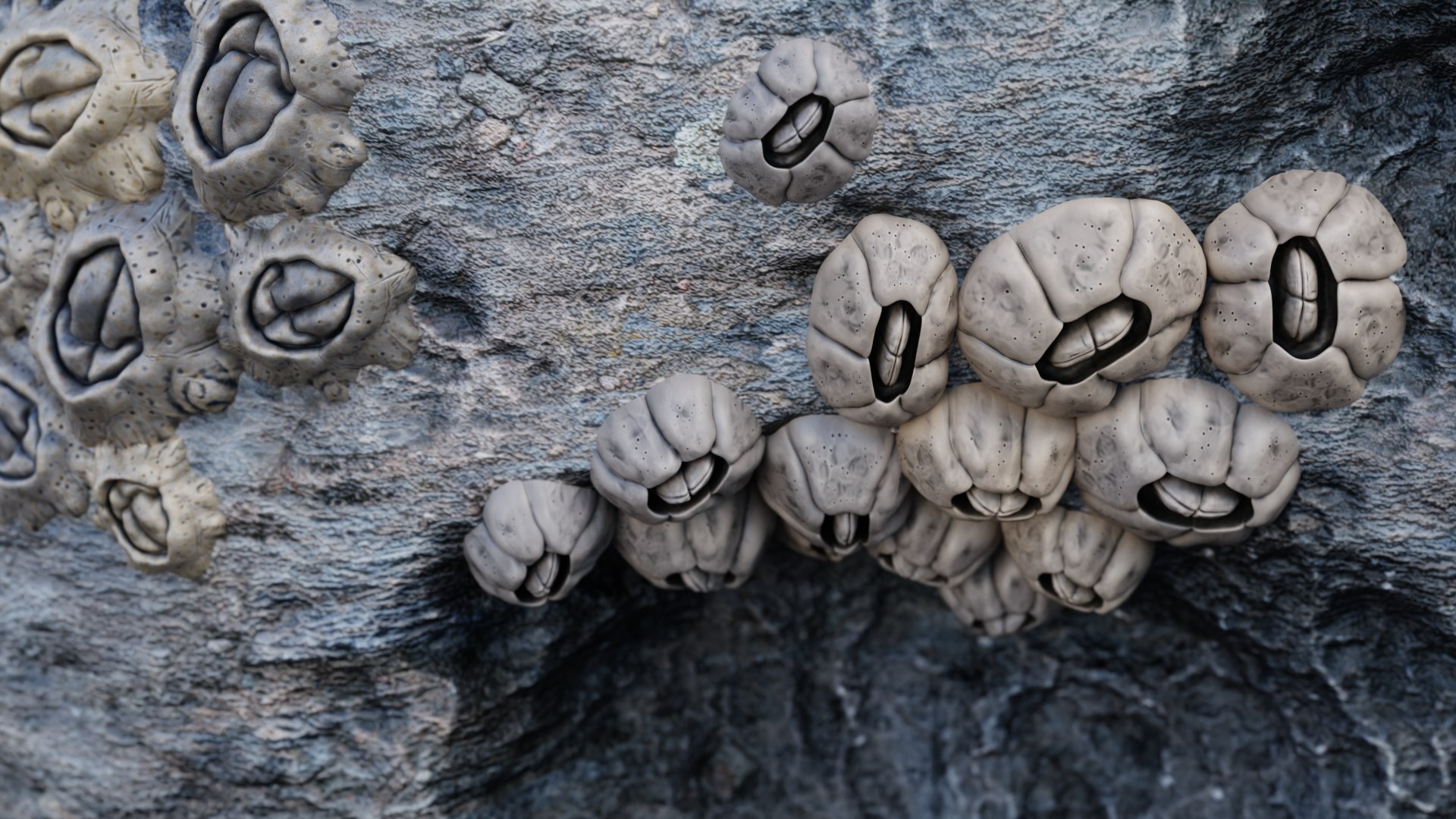 3D Rock With Barnacles - TurboSquid 2360347