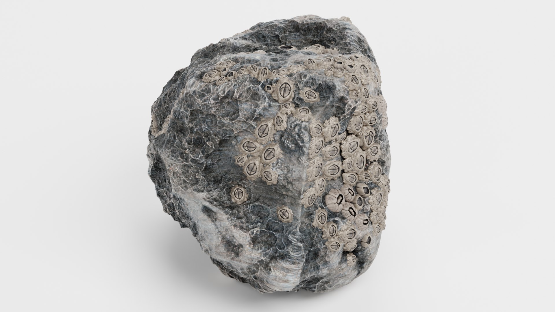 3D Rock With Barnacles - TurboSquid 2360347