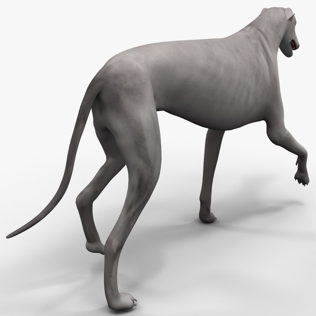 3d Australian Greyhound 2 Pose
