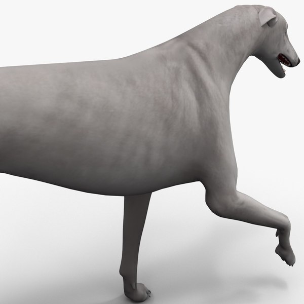 3d australian greyhound 2 pose