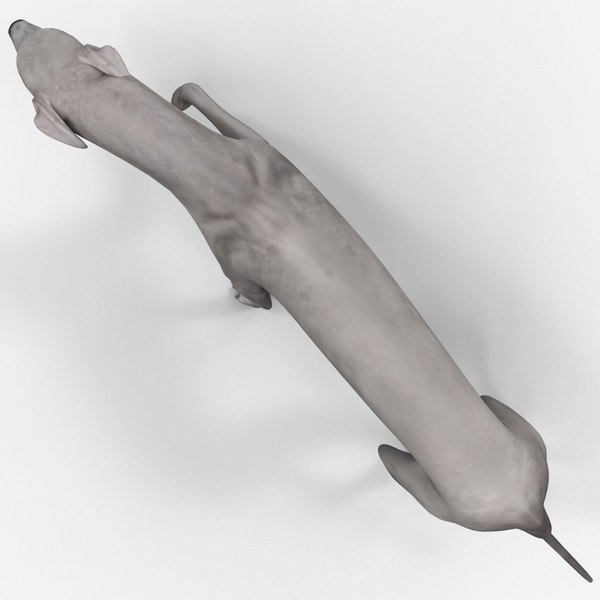 3d australian greyhound 2 pose