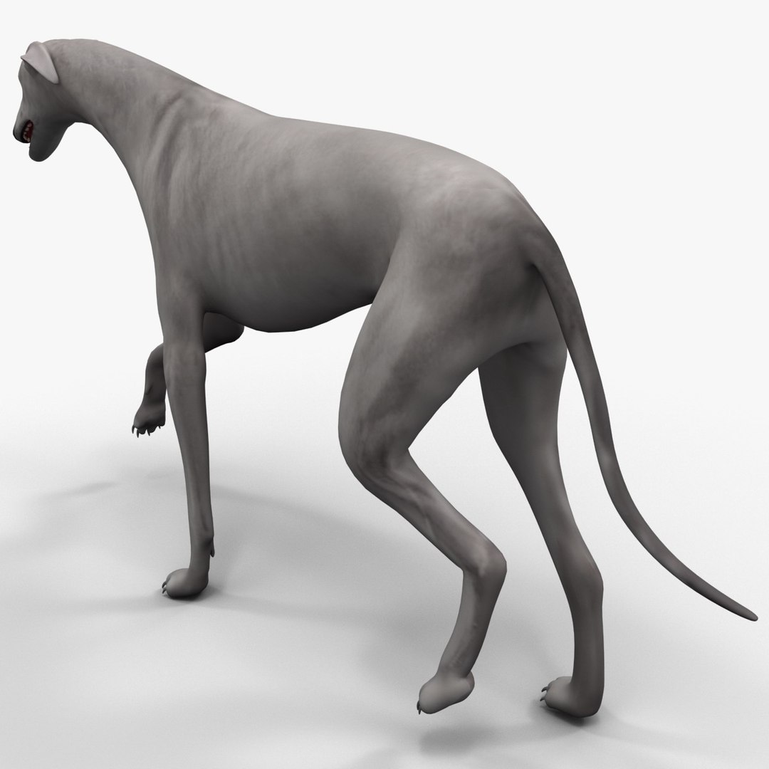 3d Australian Greyhound 2 Pose