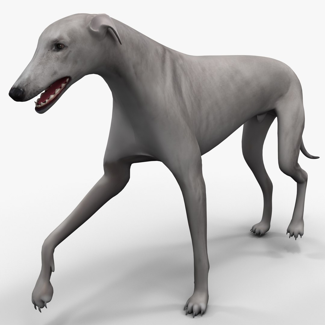 3d Australian Greyhound 2 Pose