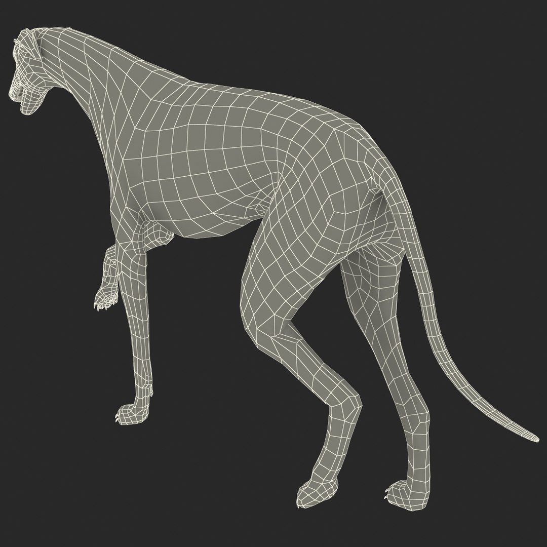 3d Australian Greyhound 2 Pose