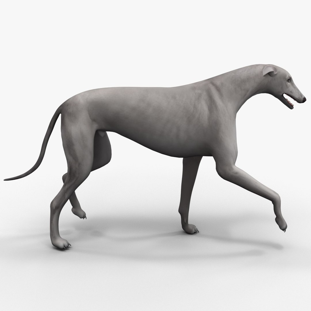 3d Australian Greyhound 2 Pose