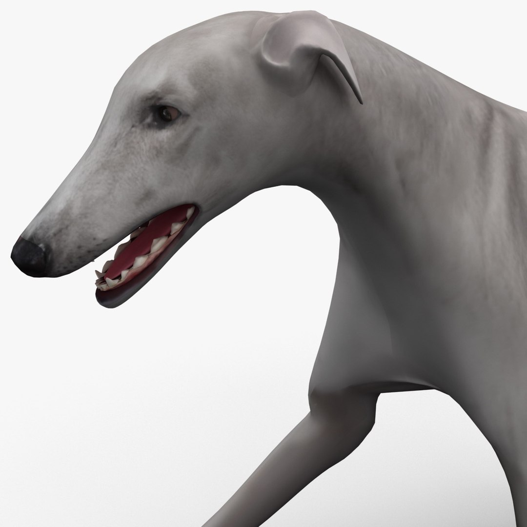 3d Australian Greyhound 2 Pose