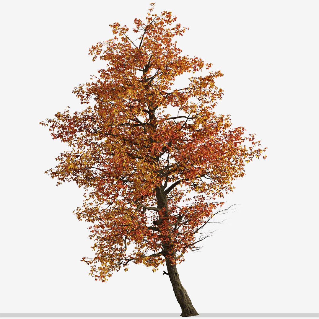 Set Of Acer Buergerianum Or Trident Maple Trees - 2 Trees 3D Model ...