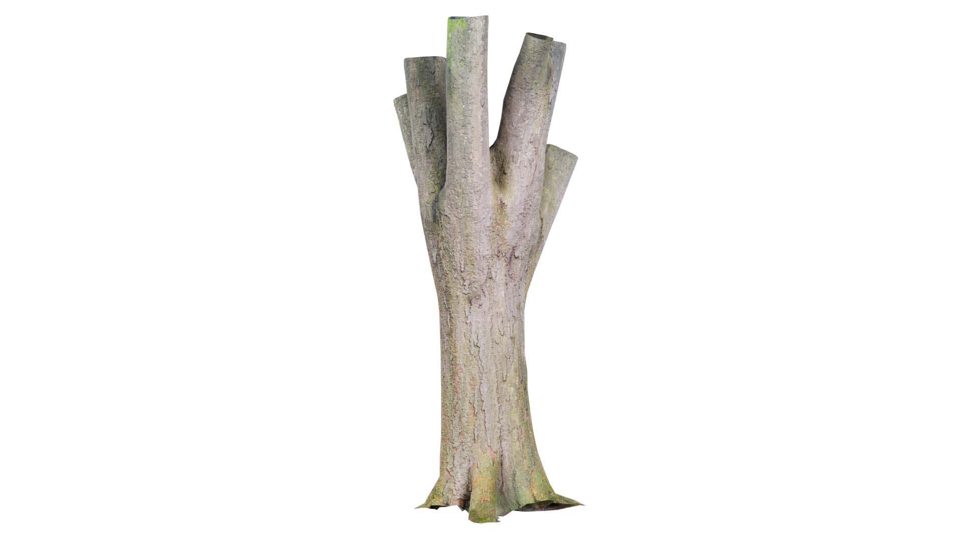 Fragmented Bark Tree Trunk Remastered 3D Model - TurboSquid 2363160