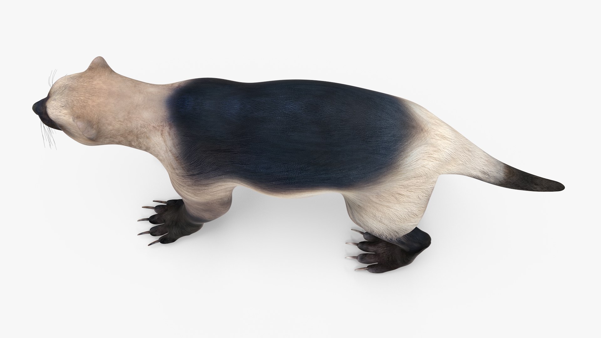 3D Wolverine Light Color - TurboSquid 2137522