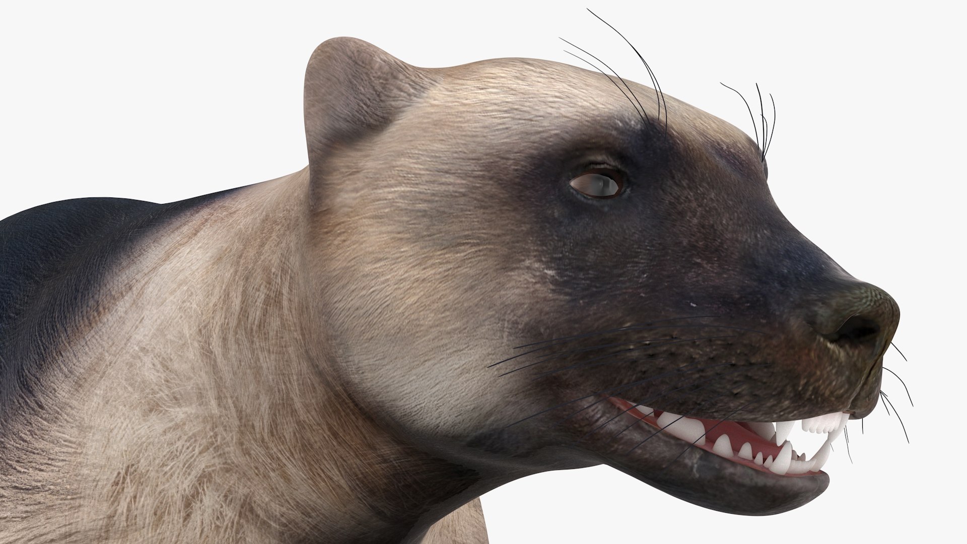 3D Wolverine Light Color - TurboSquid 2137522