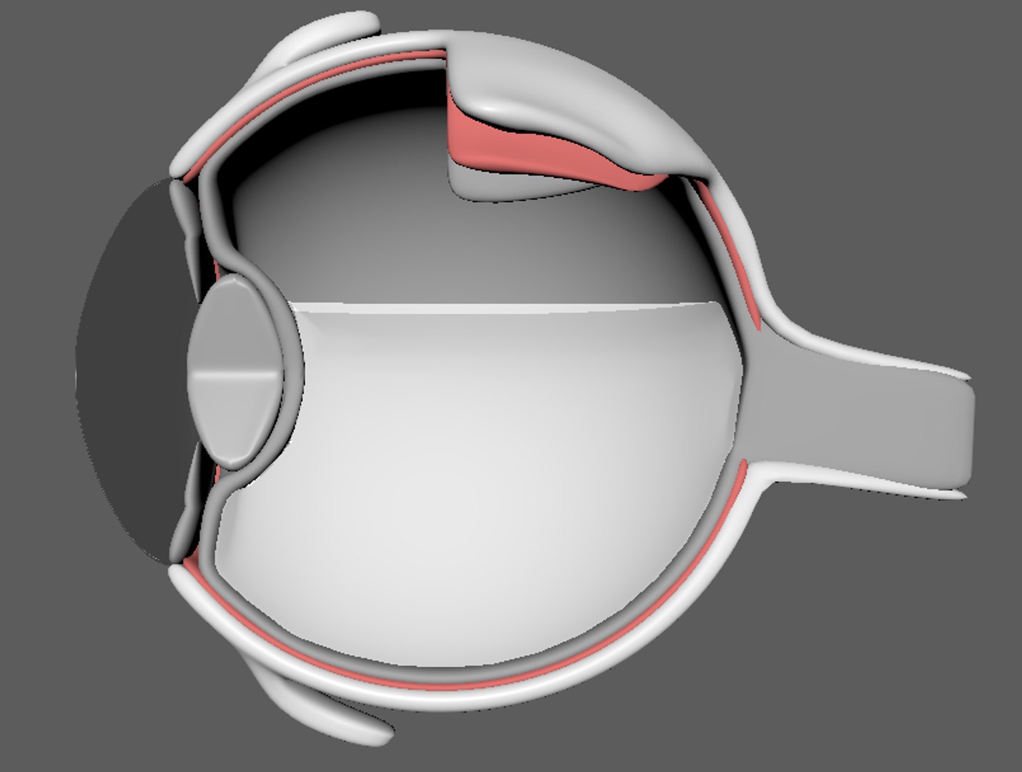 3d Eye Section Model