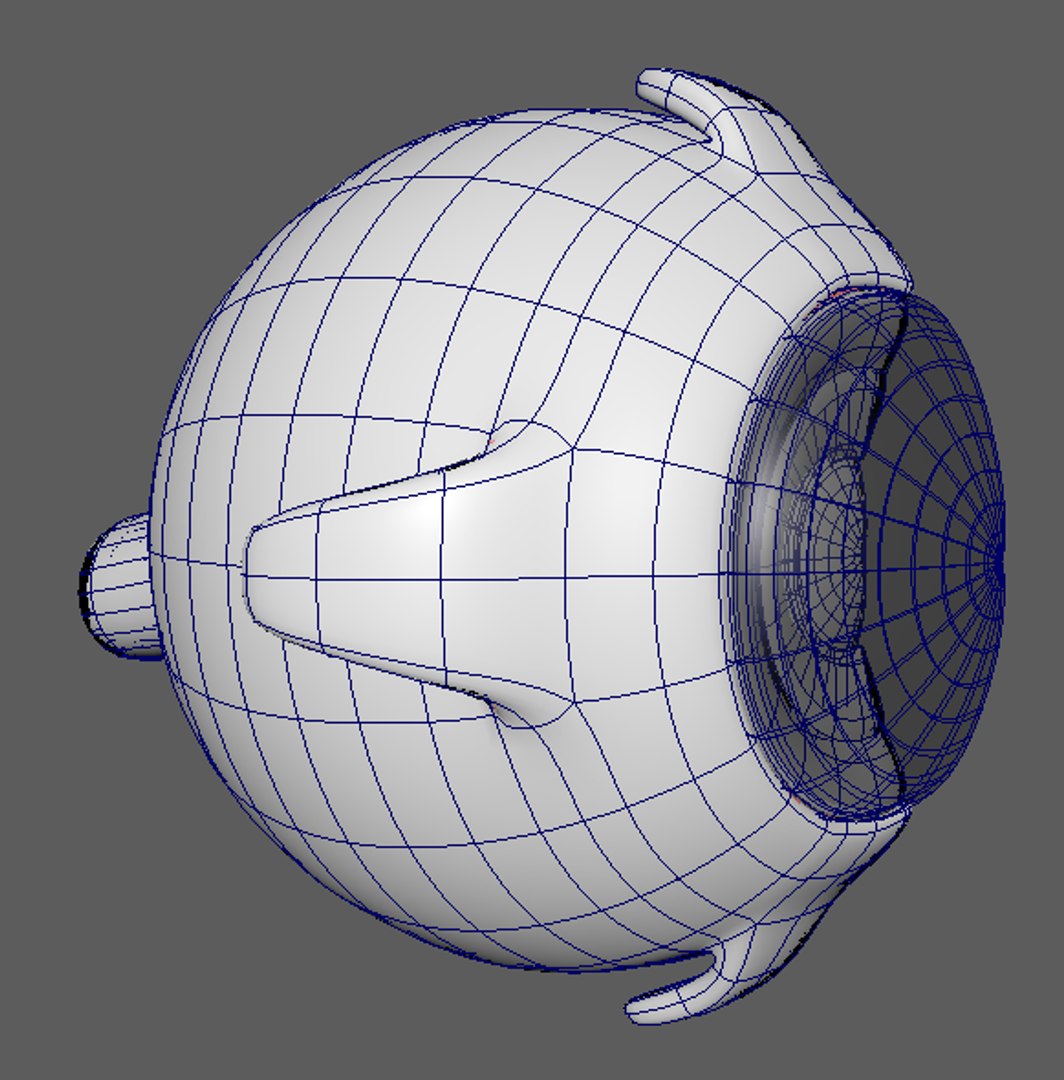 3d Eye Section Model