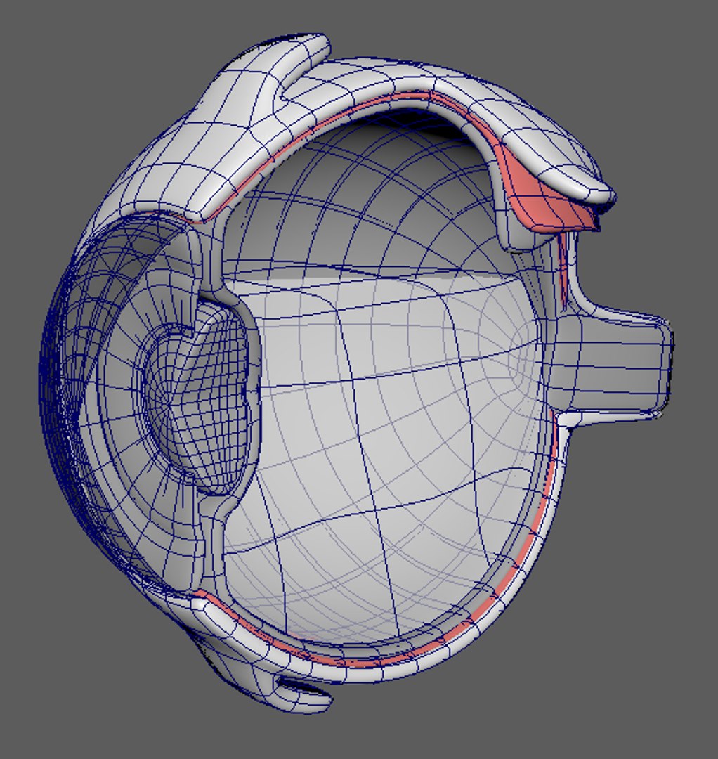 3d Eye Section Model