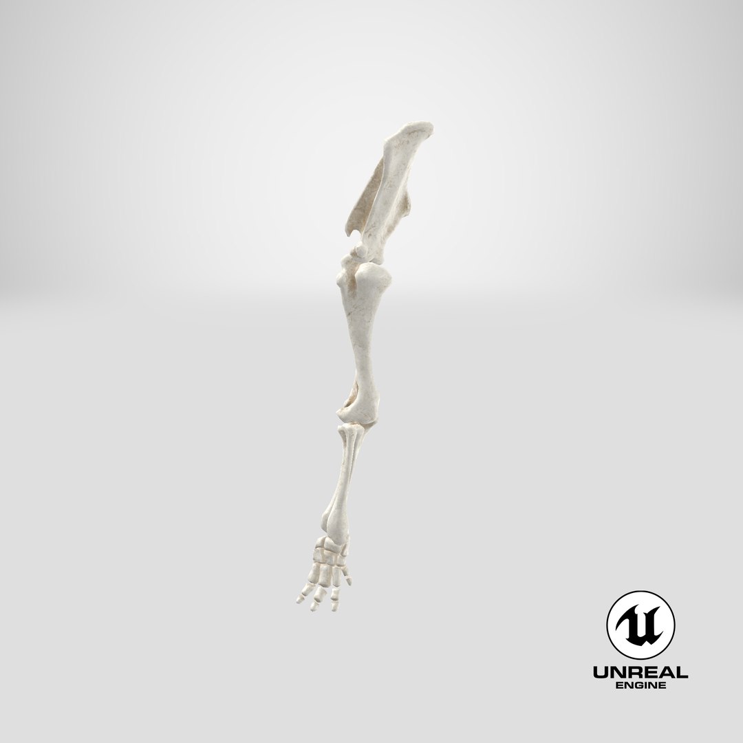 Mammoth Leg Bones 3D model - TurboSquid 1800427