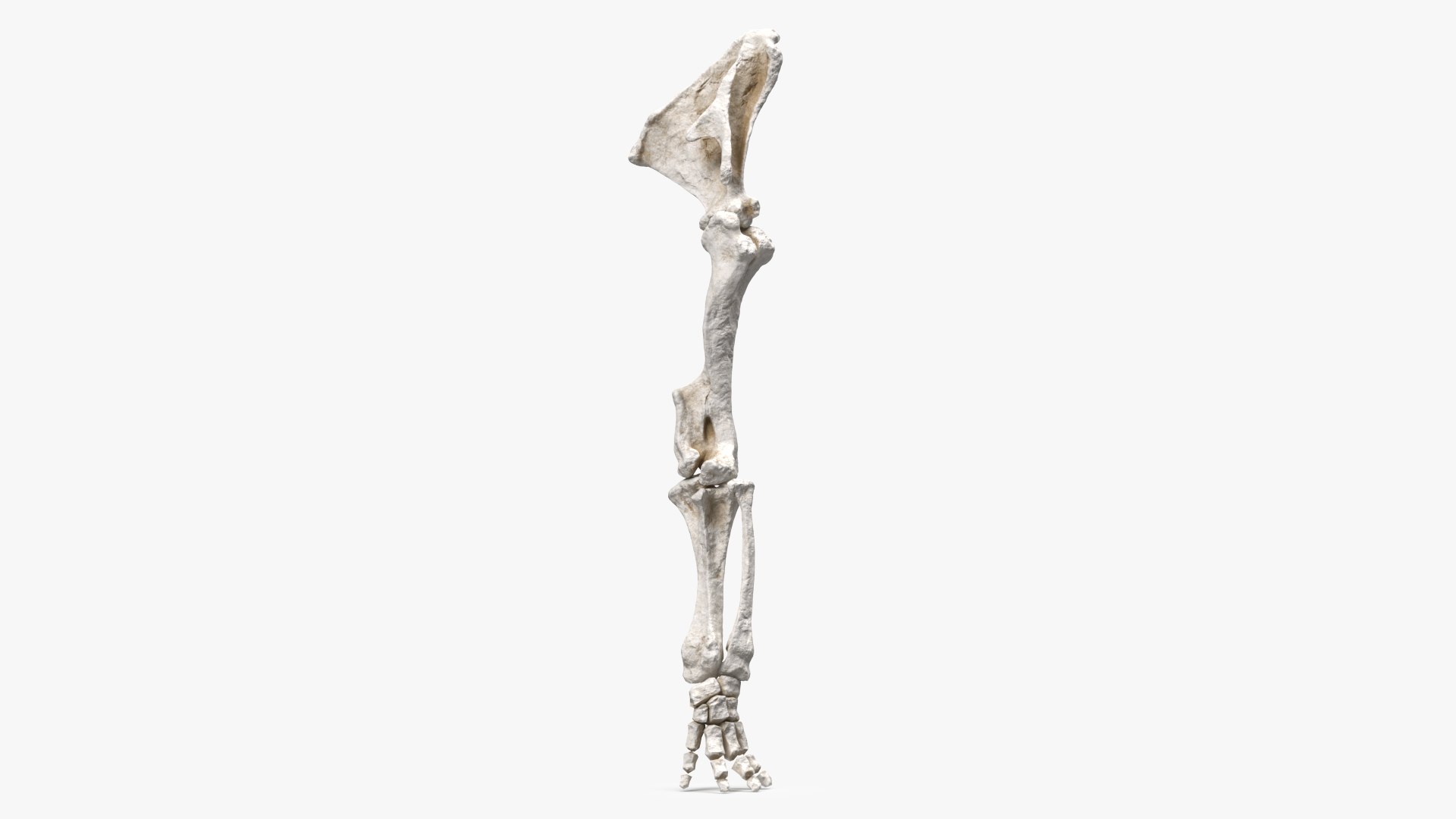Mammoth Leg Bones 3D model - TurboSquid 1800427
