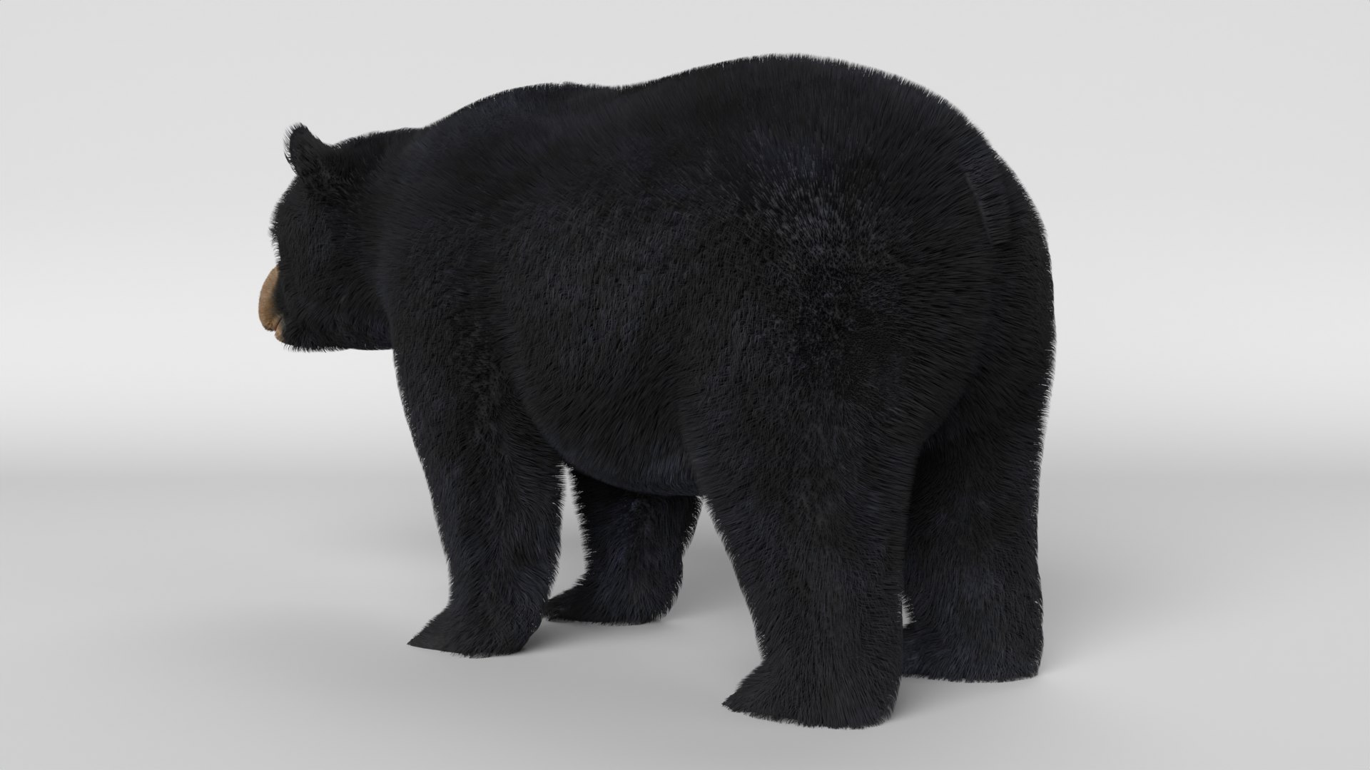 Black Bear Animated 3D - TurboSquid 2115459