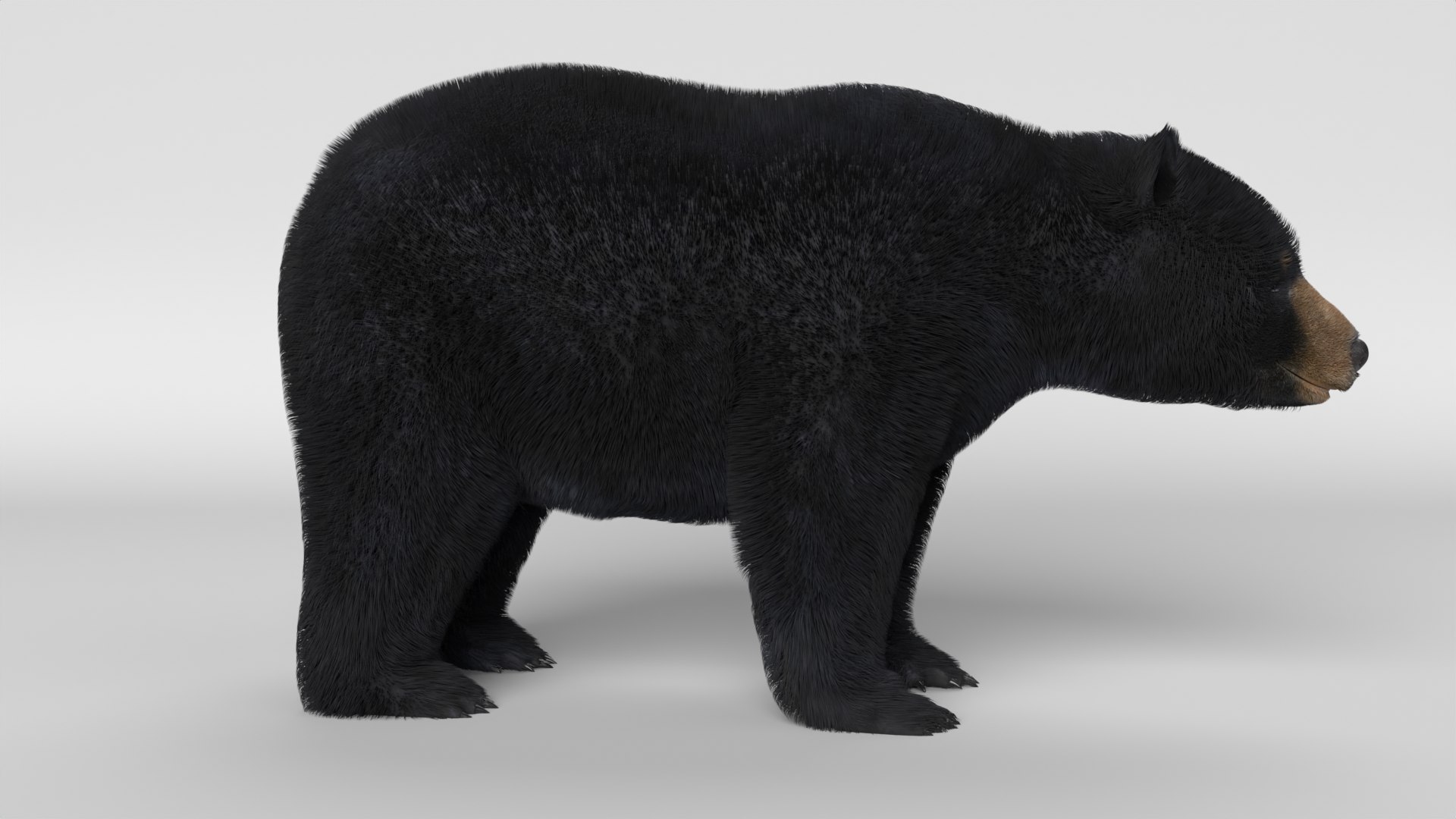 Black Bear Animated 3D - TurboSquid 2115459