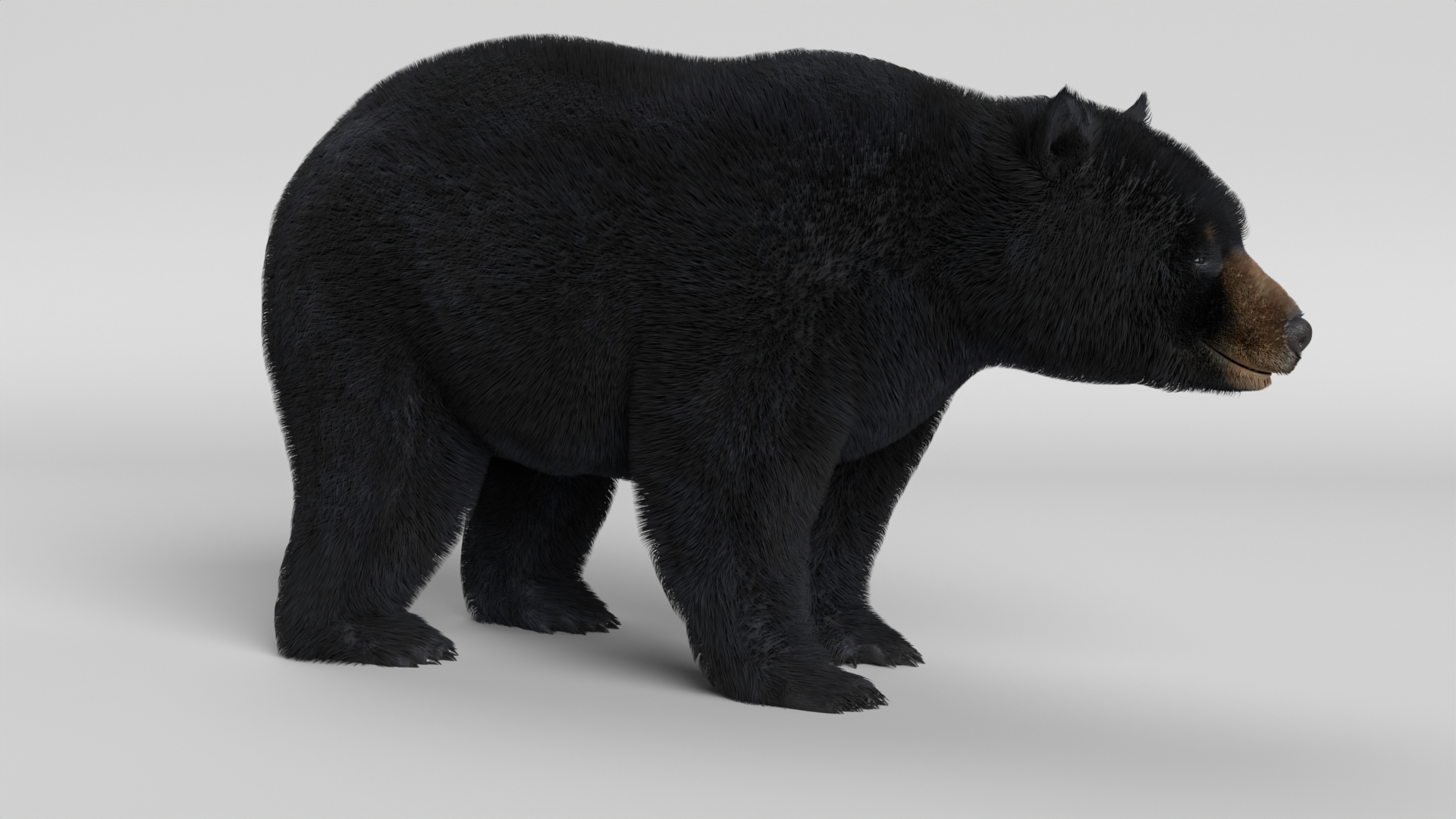 Black Bear Animated 3D - TurboSquid 2115459