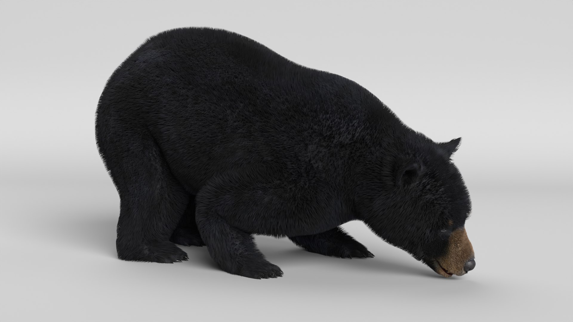 Black Bear Animated 3D - TurboSquid 2115459