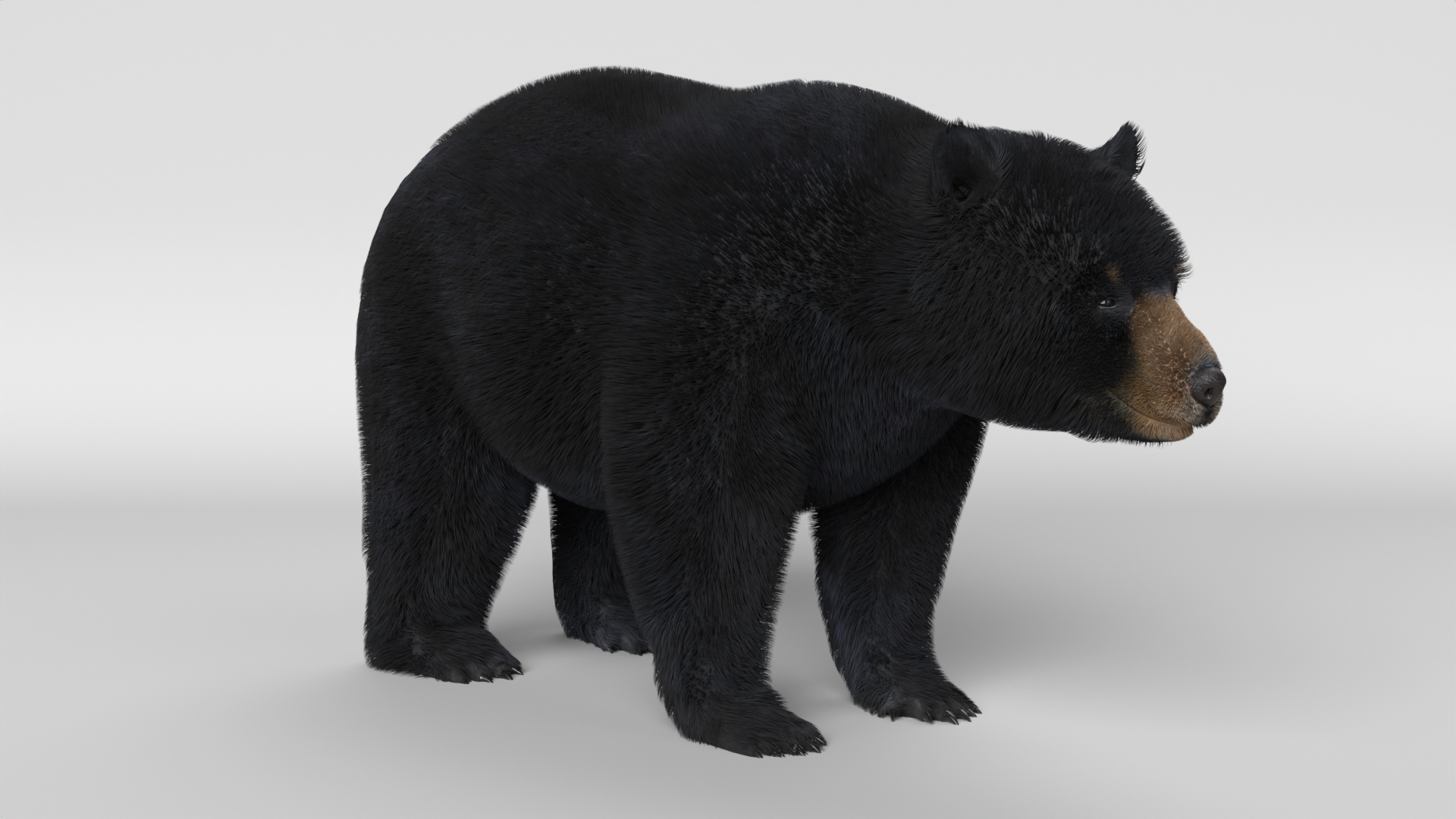 Black Bear Animated 3D - TurboSquid 2115459