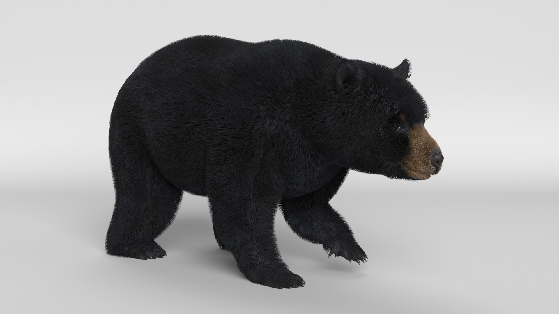 Black Bear Animated 3D - TurboSquid 2115459