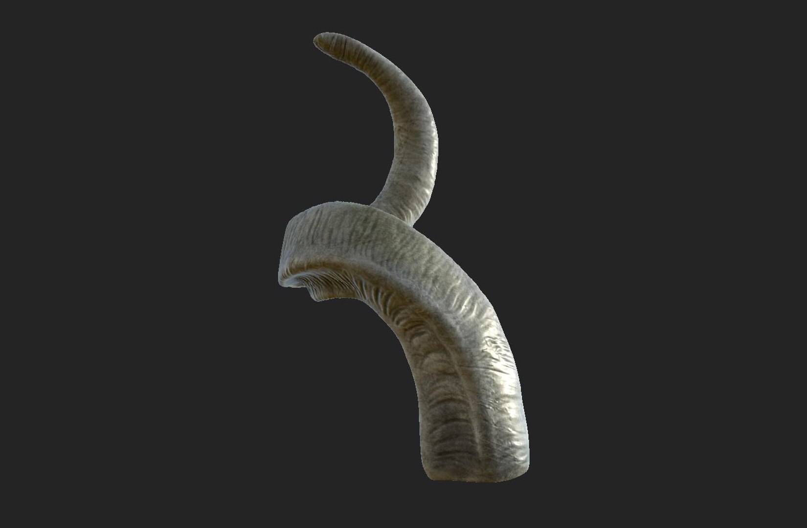 Horns Screw-horned Goat Model - TurboSquid 1537029