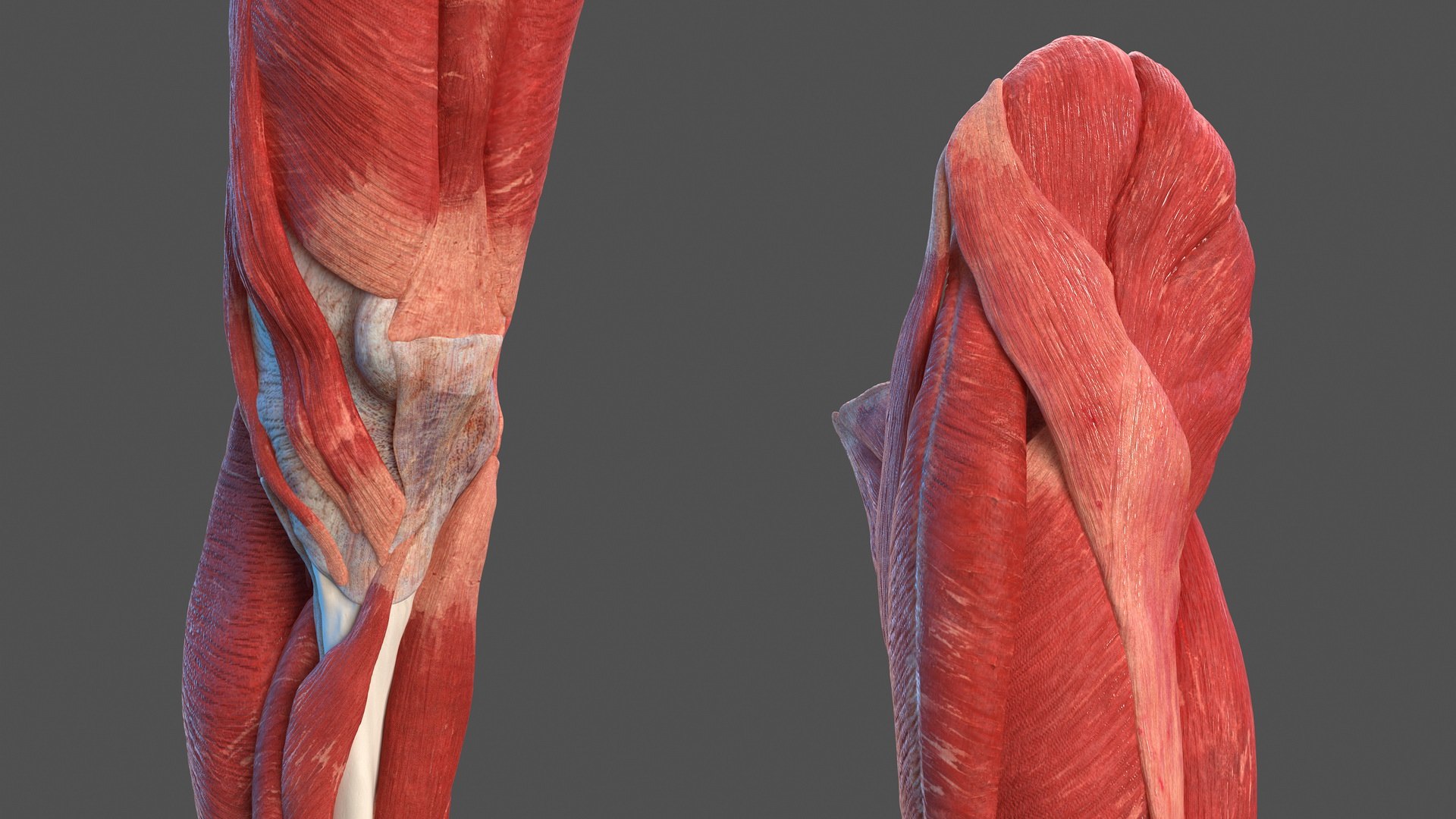 3D model male leg anatomy - TurboSquid 1465414