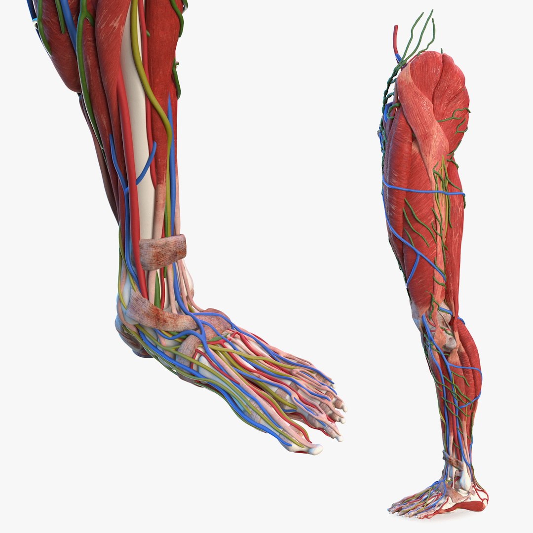 Male Leg Anatomy