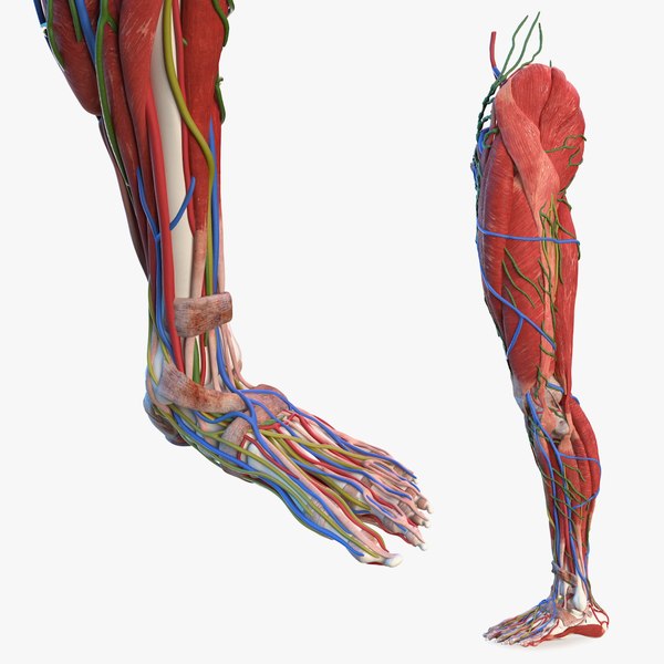 human leg anatomy 3d obj