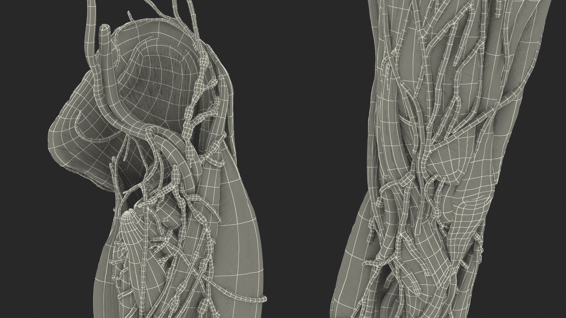 3D Model Male Leg Anatomy - TurboSquid 1465414