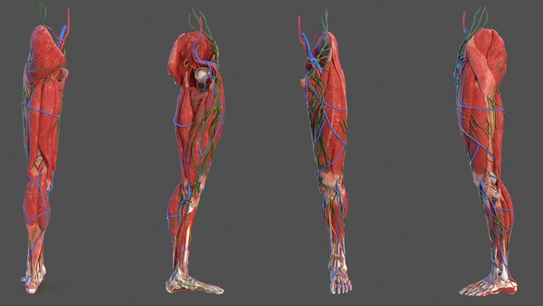 3D model male leg anatomy - TurboSquid 1465414