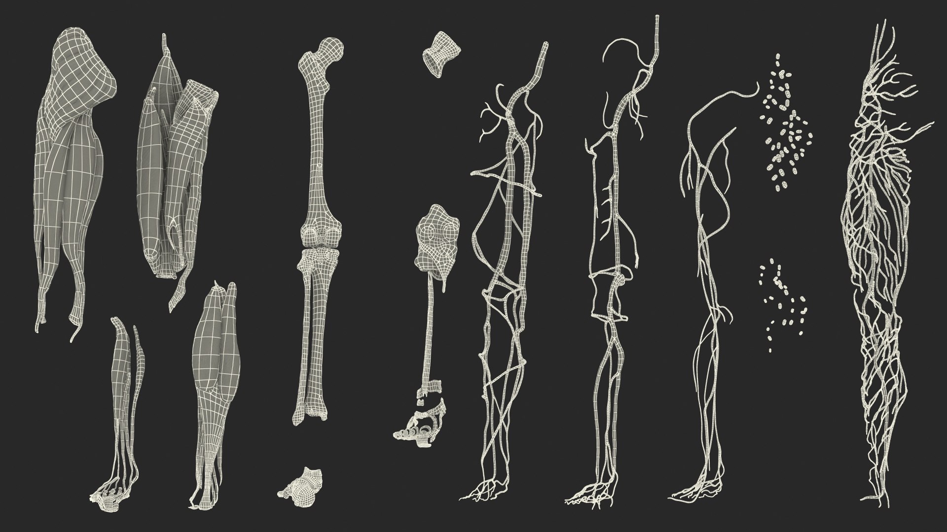 3D Model Male Leg Anatomy - TurboSquid 1465414