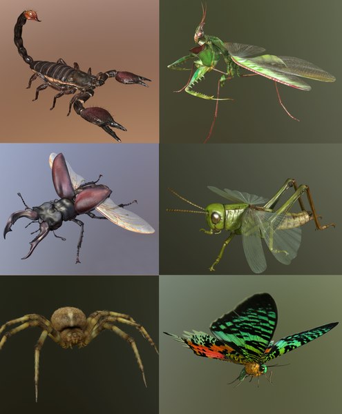 Insect Claw 3D Models for Download | TurboSquid