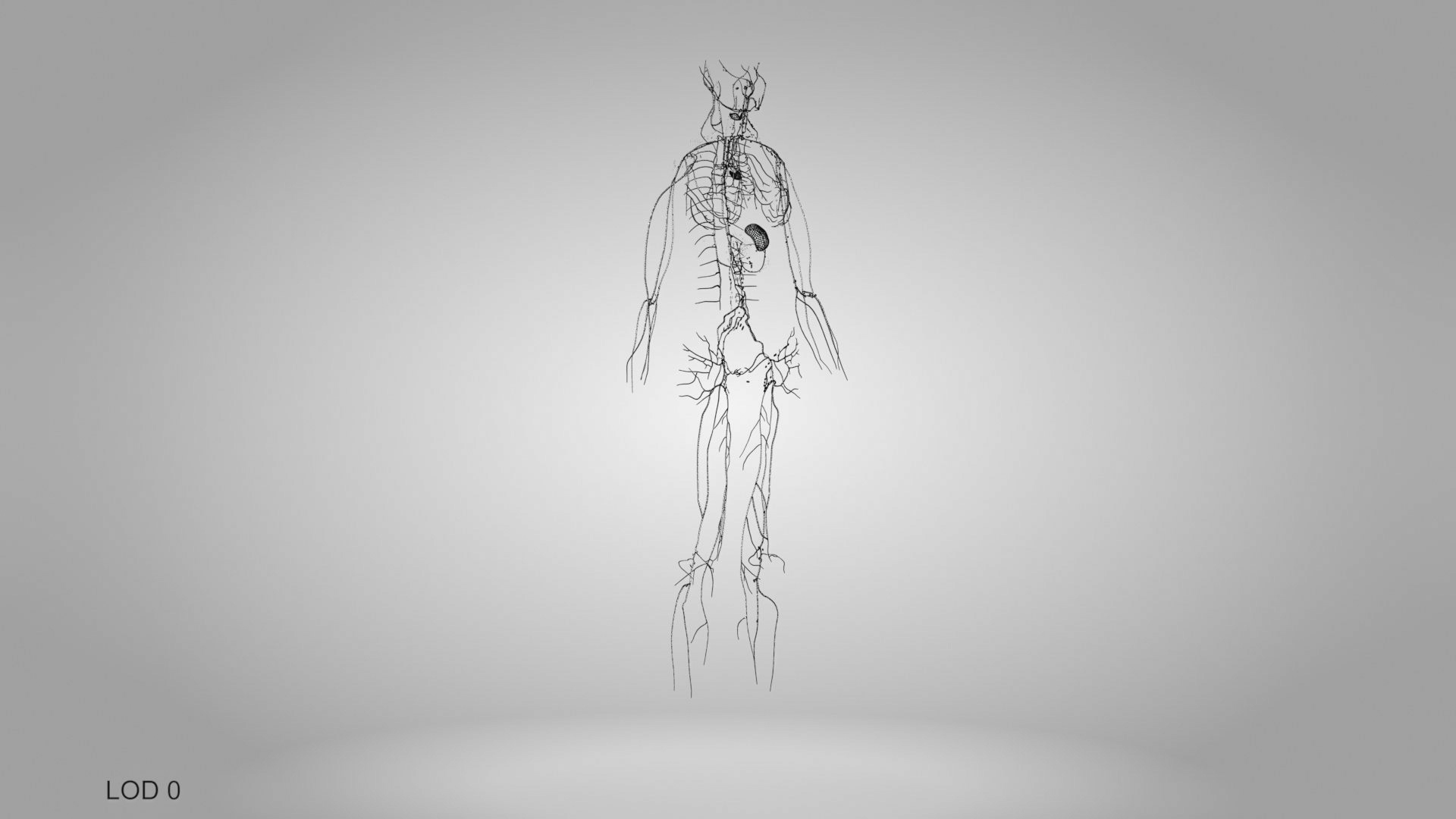 3D Model Human Lymphatic System - TurboSquid 1927328