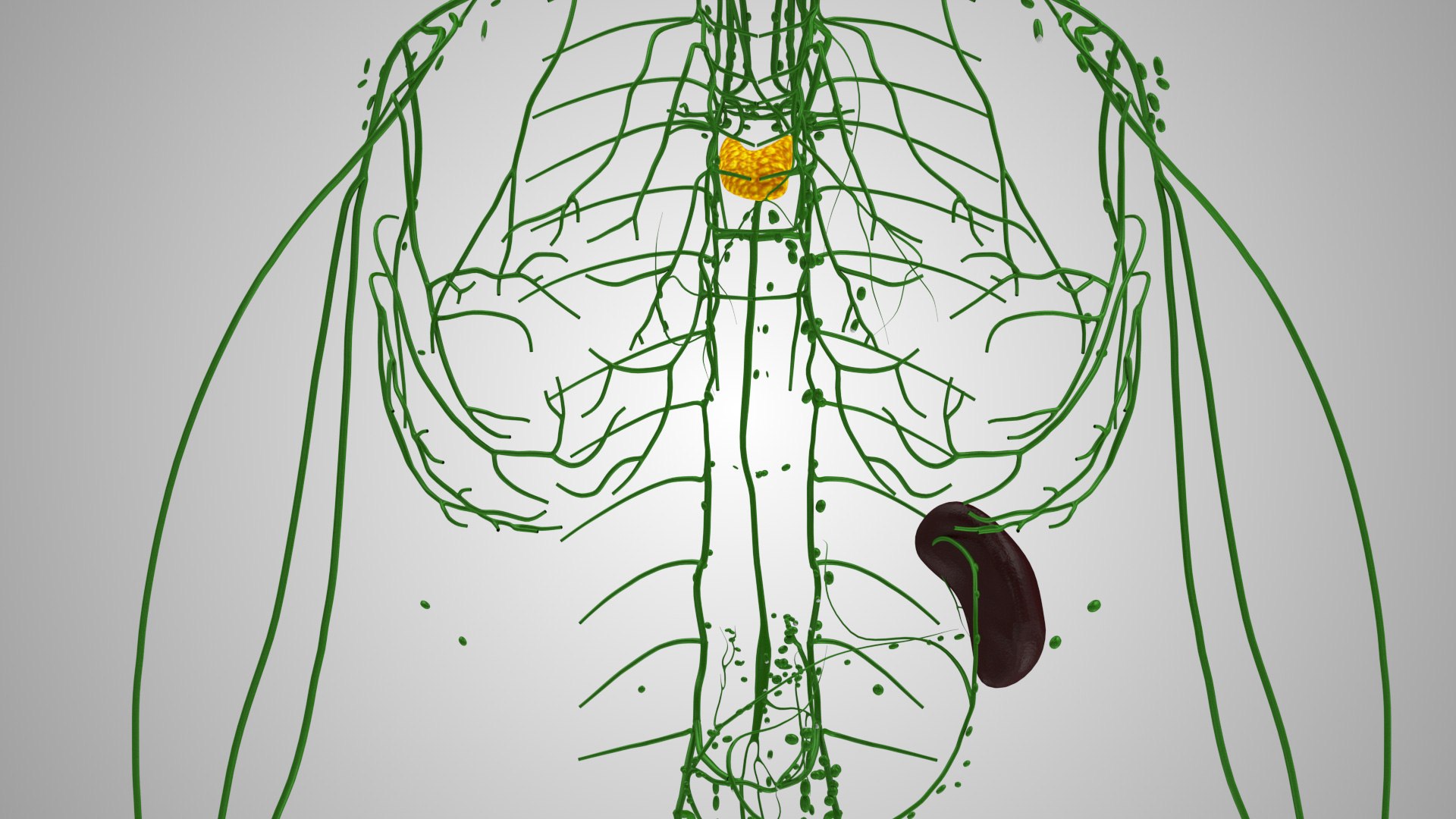 3D Model Human Lymphatic System - TurboSquid 1927328