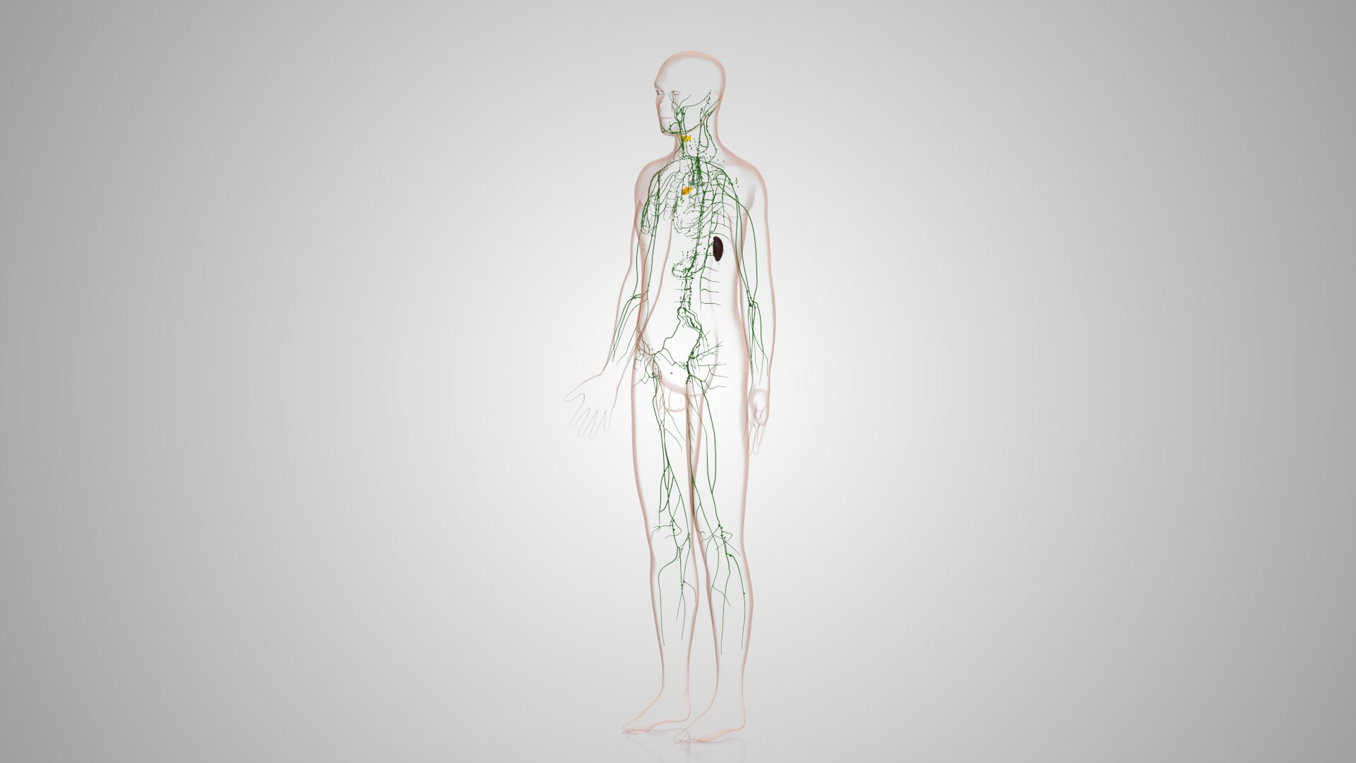 3D model Human lymphatic system - TurboSquid 1927328