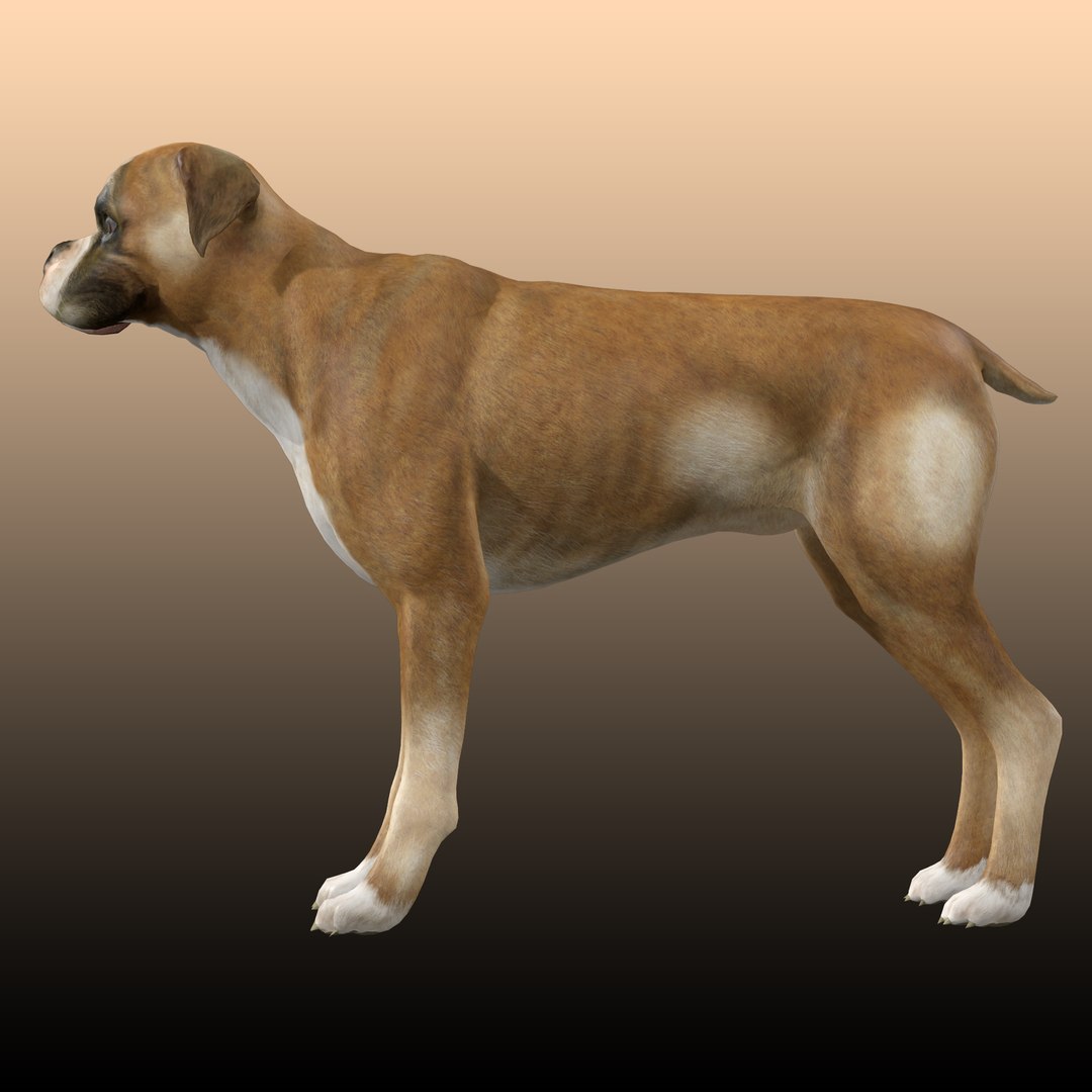 Boxer Dog Rigged Model - TurboSquid 1891242