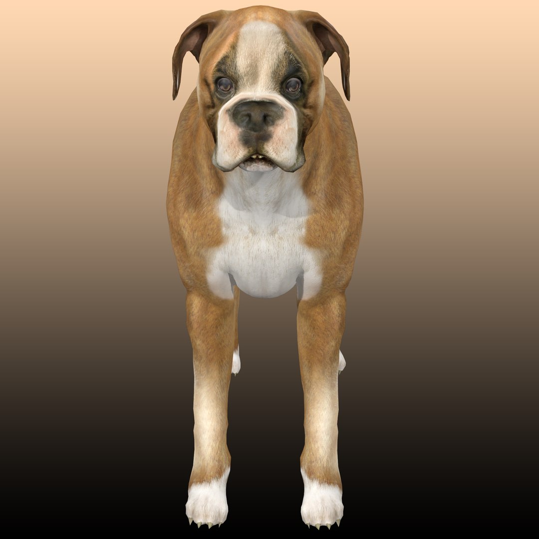 Boxer Dog Rigged Model - TurboSquid 1891242
