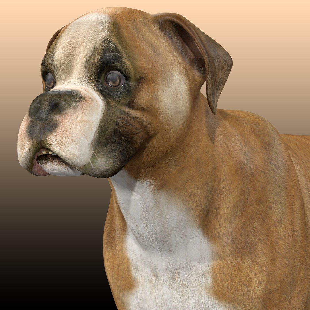 Boxer Dog Rigged Model - TurboSquid 1891242
