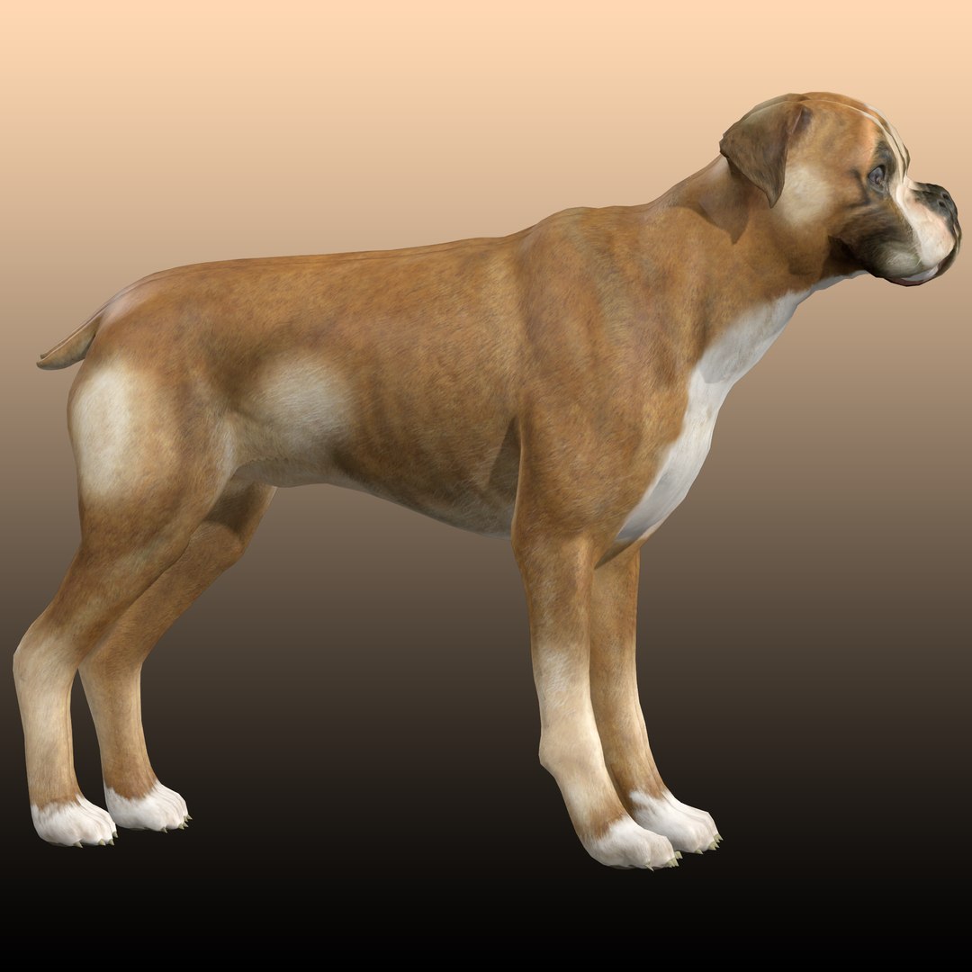 Boxer Dog Rigged Model - TurboSquid 1891242