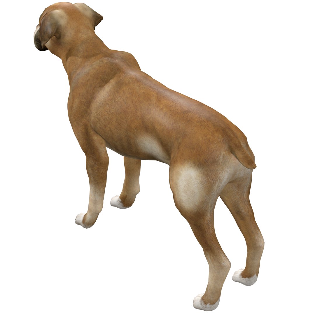 Boxer Dog Rigged Model - TurboSquid 1891242