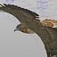 3d Model Hawk Rigged Animator