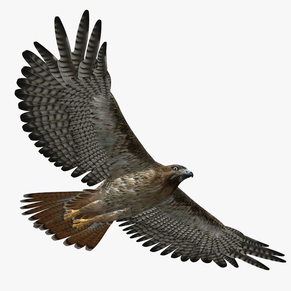 hawk animation 3d model